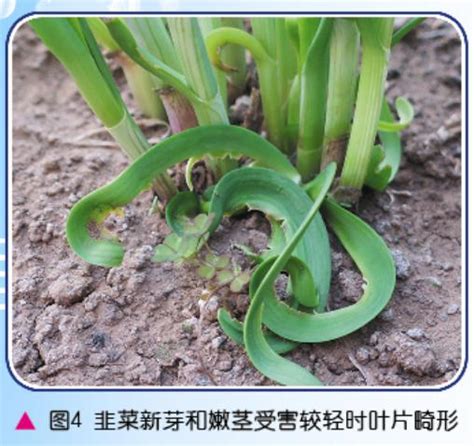 韭菜迟眼蕈蚊 韭菜迟眼蕈蚊图片 大山谷图库