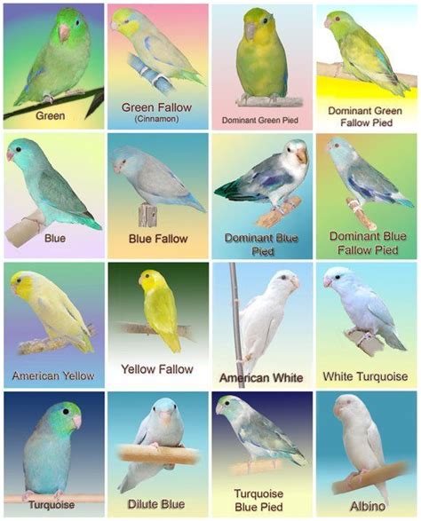 Pacific Parrotlet Color Mutation Chart