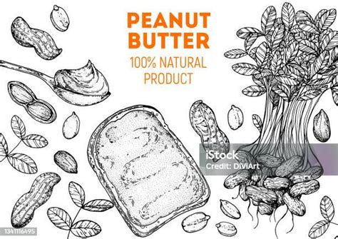 땅콩과 땅콩 버터 스케치재료 손으로 그린 벡터 그림 디자인 템플릿입니다 비건 음식 땅콩 너트 세트 건강한 생활방식에 대한 스톡 벡터 아트 및 기타 이미지 Istock