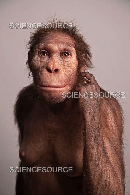 Australopithecus Sediba Female Model Stock Image Science Source Images