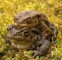 Toad Sex R SheRants