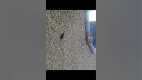 მინდვრის ჭრიჭინა Youtube