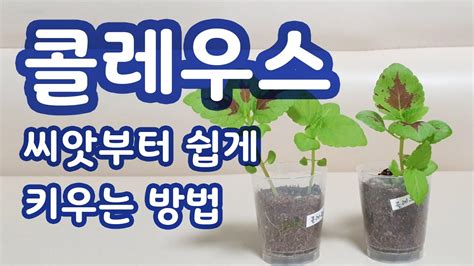 콜레우스 씨앗 발아 환경 및 발아 과정 Youtube