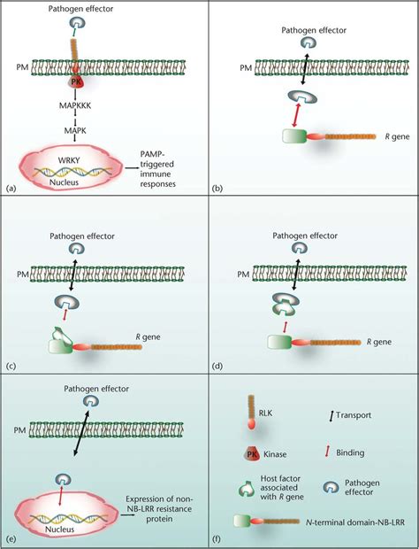 Different Modes Of Pathogen Recognition A Recognition Of