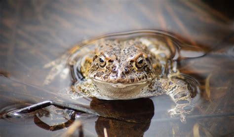 Yosemite Toad Exploring Its Biology Behavior And Habitat