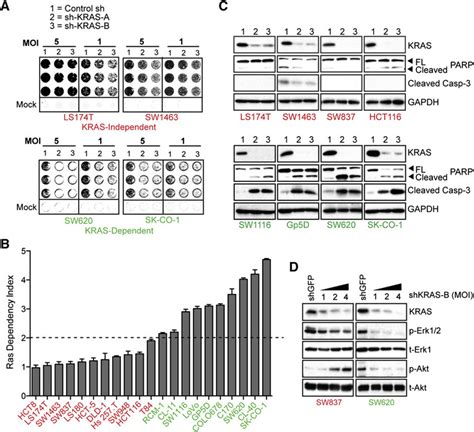 Classification Of Kras Mutant Colon Cancer Cells Into Kras Independent