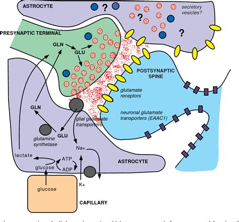 Glial Cells Function