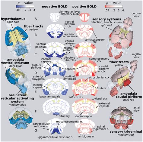 Probability Maps Highlight The Regions Of The Mouse Brain Where The Download Scientific Diagram