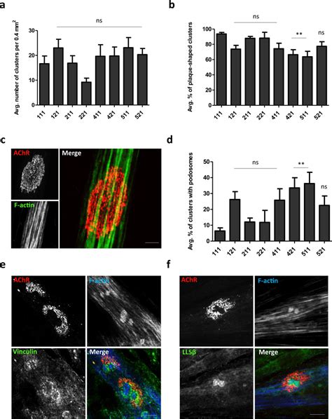 Effect Of Various Laminins On Achr Cluster Formation And Remodeling In
