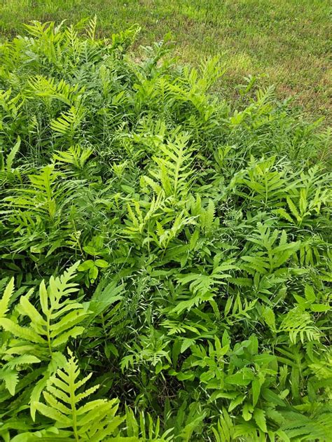 Got A Bunch Of Random Ferns Growing In My Yard They Showed Up About A Month Ago So I Let Them