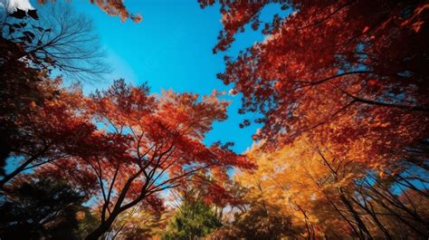 단풍이 가득한 가을 숲 가을 단풍과 푸른 하늘 고화질 사진 사진 배경 일러스트 및 사진 무료 다운로드 Pngtree