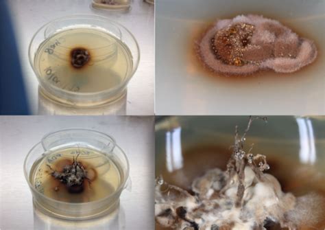 Results How Does A Parasite Create Zombie Like Behavior Experiment