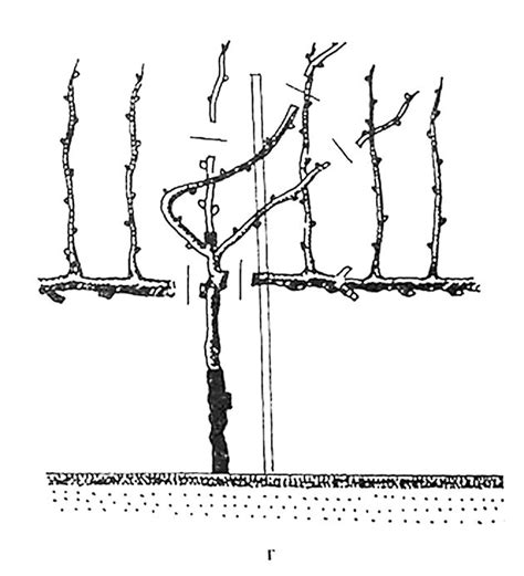 Кои са подходящите формировки за различните сортове Български Фермер