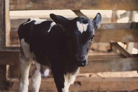 Calf Series Colostrum Dairy Vets