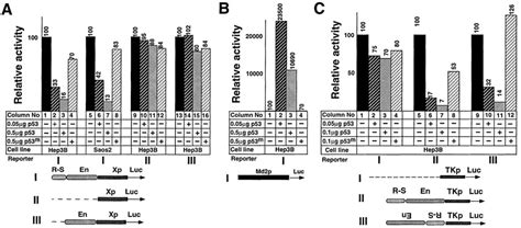 P53 Binds And Represses The Hbv Enhancer An Adjacent Enhancer Element