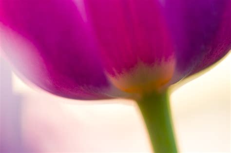 Using Color In Macro Photography The Ultimate Guide To Stunning Shots