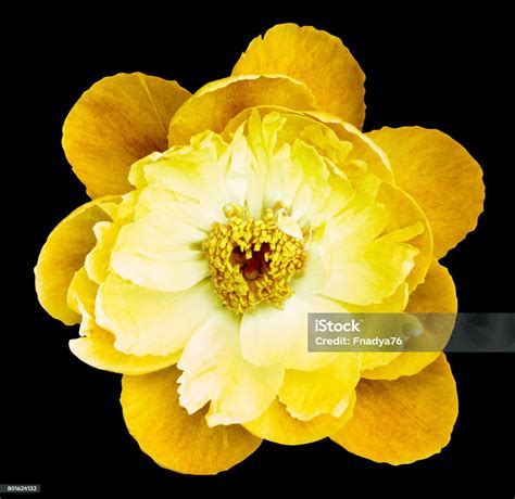 클리핑 패스와 함께 고립 된 검은색에 작 약 꽃 노란색 자연입니다 근접 촬영 그림자 정원 꽃입니다 검정색 배경에 대한 스톡 사진 및 기타 이미지 Istock