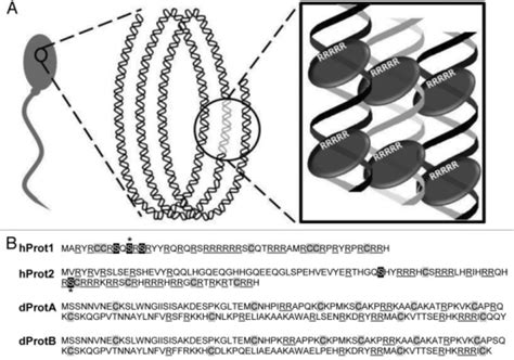 Figure 2 Proposed Model For Protamine Dna Complex And Open I
