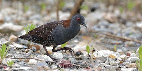 Black Rail Bird Gallery Houston Audubon