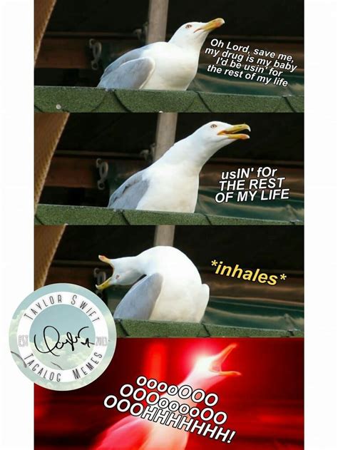Funny Taylor Swift Memes Taylor Swift Seagull
