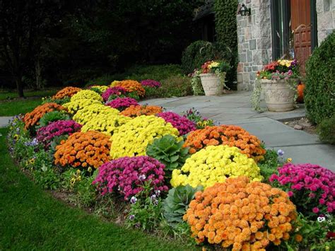 30 Chrysanthemum Garden Landscaping Ideas That Will Amaze You My