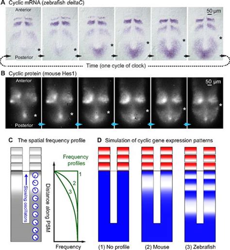 patterning embryos with oscillations structure function and dynamics