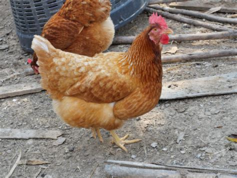 Sex Link Autosexing Chickens No More Surprise Roosters
