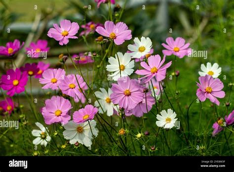 Cosmos Flower Plants In Summer Gardens Reaching Varying Heights In