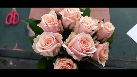 벨리니장미 생화 꽃집 꽃집창업 꽃값 온라인꽃시장 온라인꽃도매 인터넷꽃시장 인터넷꽃도매 서울꽃시장 꽃농장 꽃배송 생화배송 생화도매 생화택배 꽃배달 생화배달 생화주문 생화부케