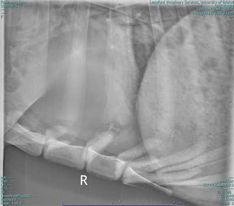 Iona Large Bone Sequestrum Removal Langford Vets
