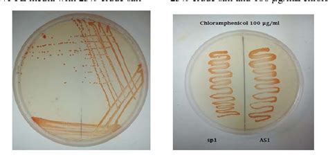 Halophiles Archaebacteria