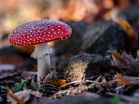 Toadstool Mushroom