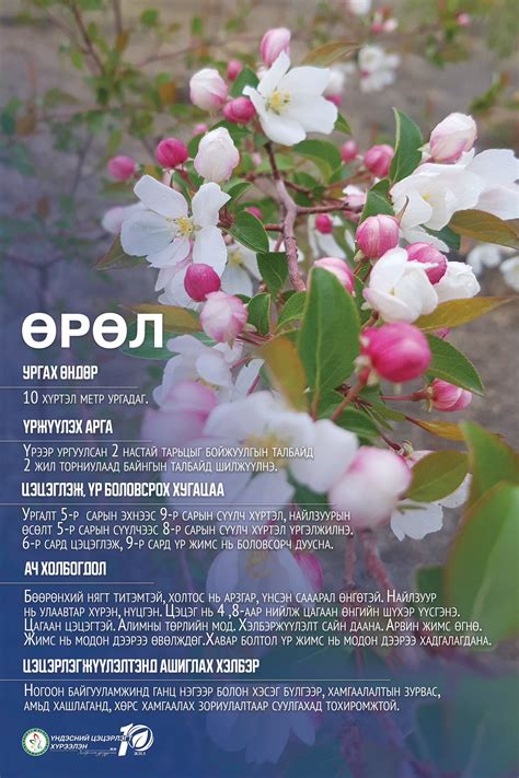 БҮХ НИЙТИЙН МОД ТАРИХ ӨДӨРТ ЗОРИУЛАН ТАНИЛЦУУЛЖ БАЙНА Malus Baccata L Өрөл Таних шинж Өрөл