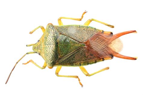 ヒメハサミツノカメムシINSECT Minoh City