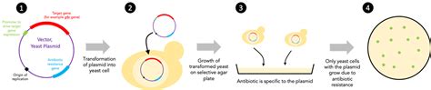 Genetically Engineer Yeast To Be Fluorescent Science Project