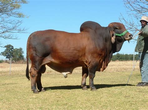 Structural Evaluation Of The Brahman Agriorbit