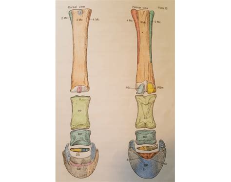 Metacarpal Digital Bones Quiz