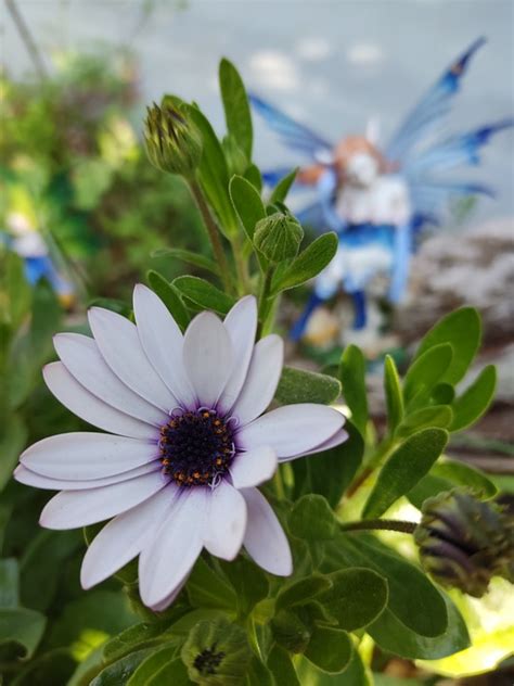 아프리카 데이지 꽃 정원 흰색 Pixabay의 무료 사진 Pixabay