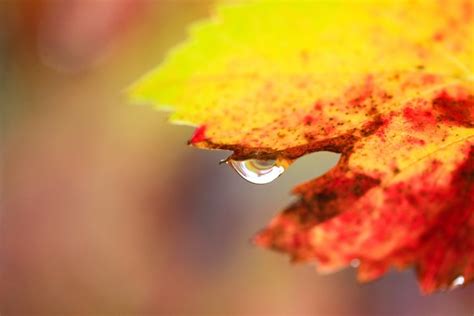 Nature Leaves Plants Water Drops Closeup Macro Blurred Bamboo Wallpaper