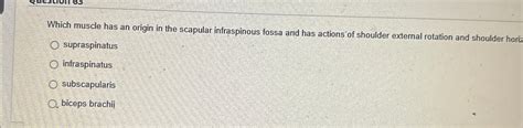 Solved Which Muscle Has An Origin In The Scapular