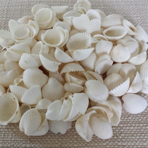 Tiny Seashells Etsy