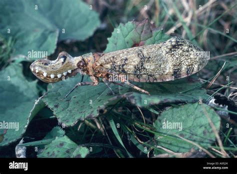Lanternflies Lantern Flies Fulgorid Planthoppers Fulgoridae Imago