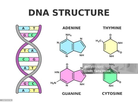 Estrutura Química Do Dna Pares De Nucleobases Produzidos Por Oito Nucleotídeos Adenina É Unida À