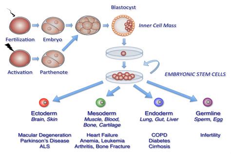 Terapi Stem Cell Solusi Kesehatan Anda Terapi Sel Induk Stem Cell Therapy