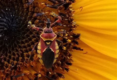 Assassin Bugs Demystified Key Facts And Strategies For Control