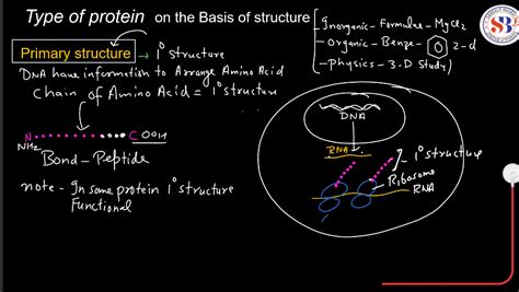 Protein Definition Structure Types And Functions