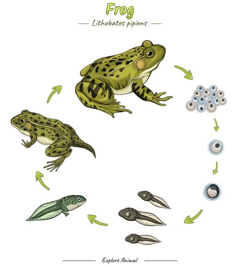 Premium Vector Frog Life Cycle Template