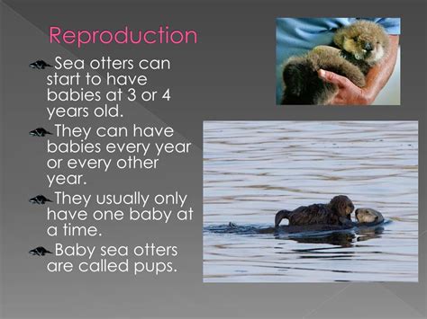 PPT Sea Otter PowerPoint Presentation Free Download ID