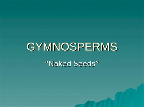 PPT GYMNOSPERMS Naked Seeds General Characteristics Vascular