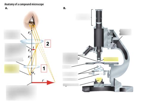 Microscopes Diagram Quizlet